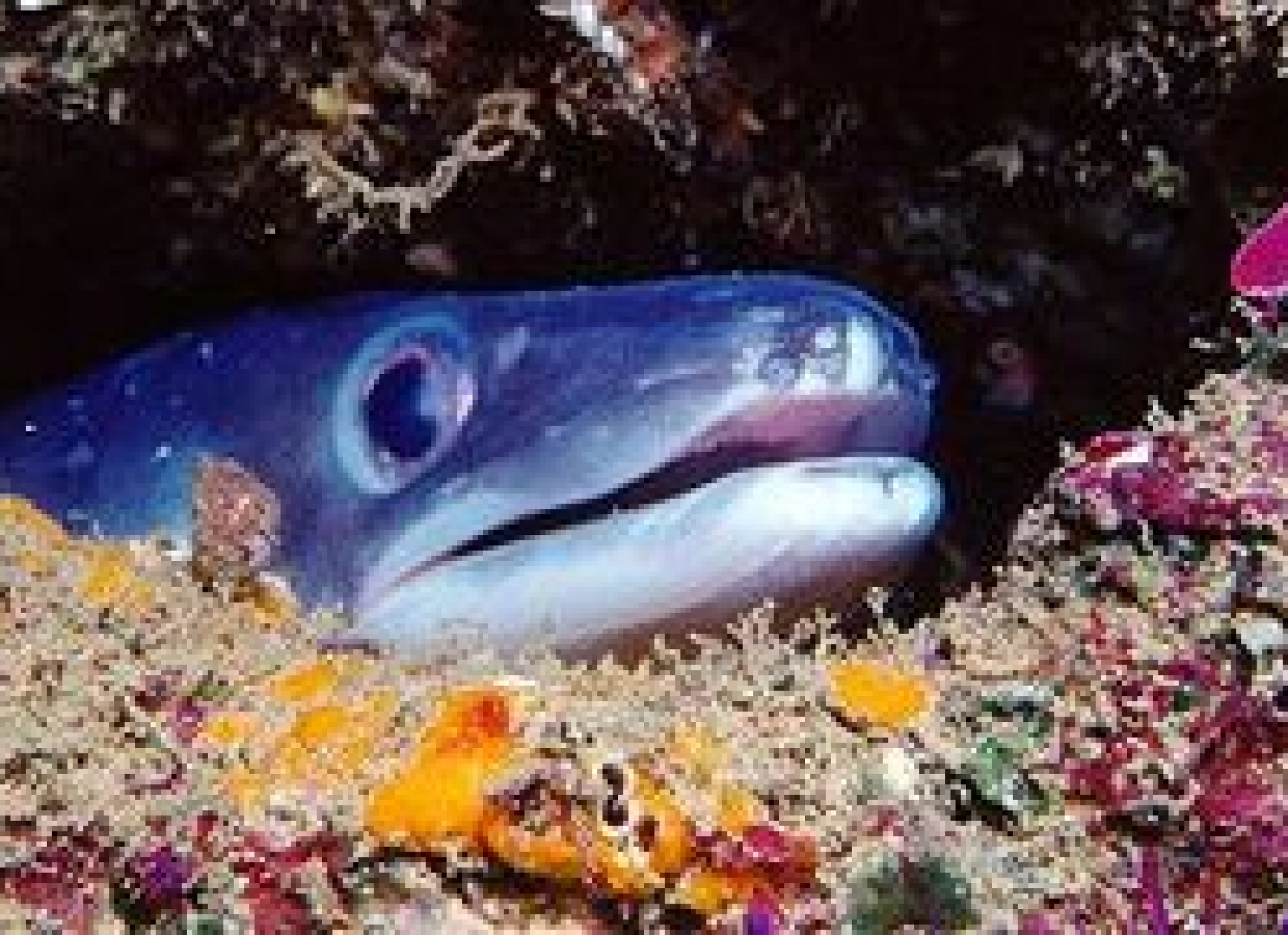 A Fauna e Flora da Costa Vicentina • Herdade do Amarelo